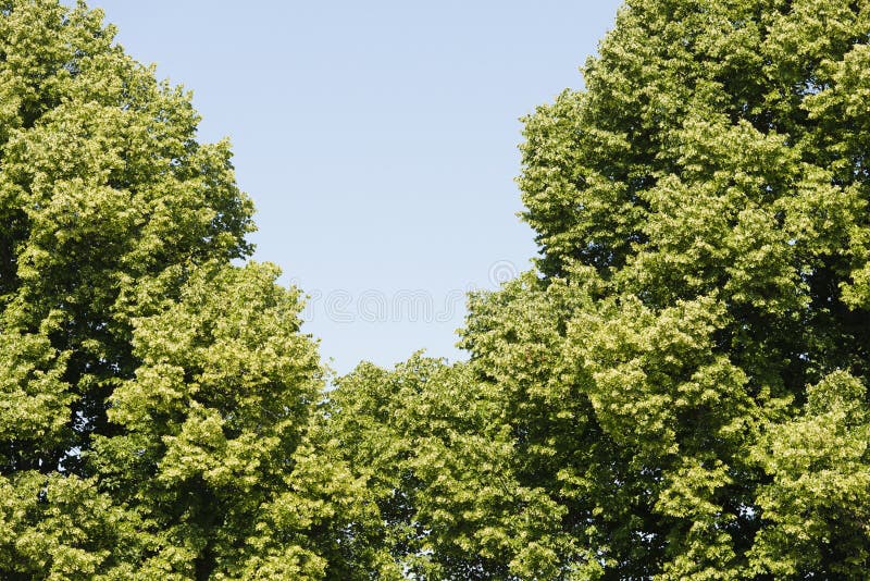 Lush Green Trees and Blue Sky Stock Photo - Image of beautiful, season ...