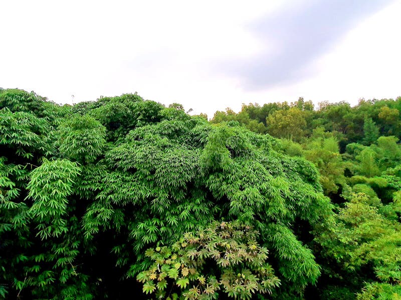 Lush Green Trees and Bushes Stock Image - Image of natural, plantlife ...