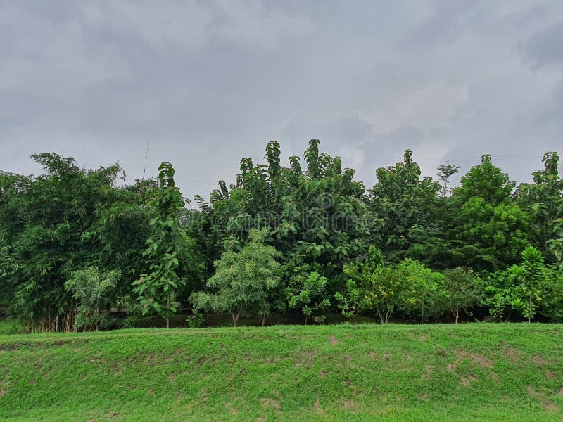 Lush Green Trees in Cirebon West Java Indonesia Stock Image - Image of ...