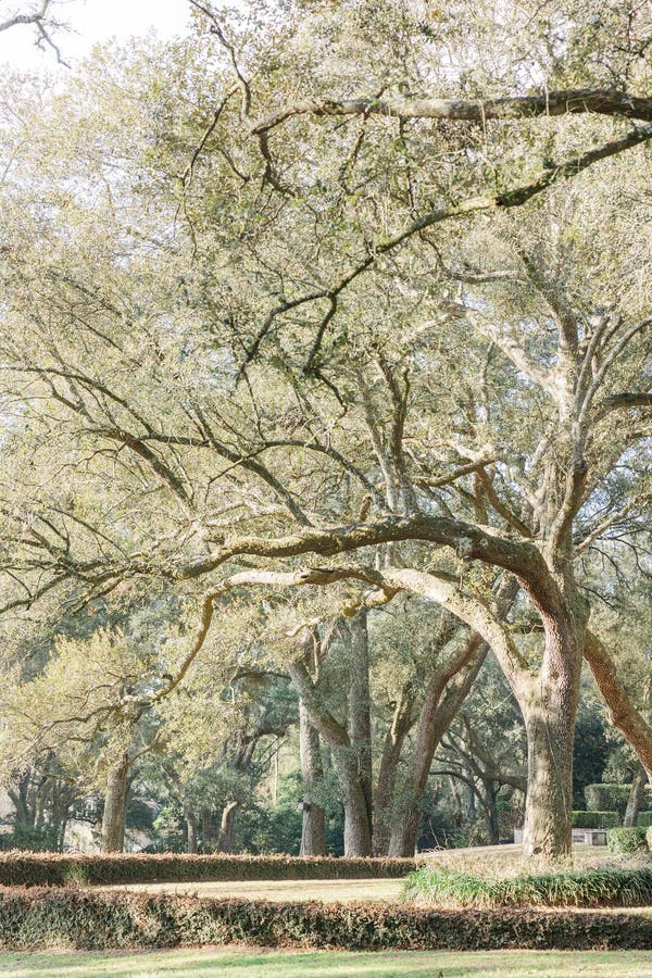 Lush Green Trees in Mobile, Alabama Stock Image - Image of outdoors ...