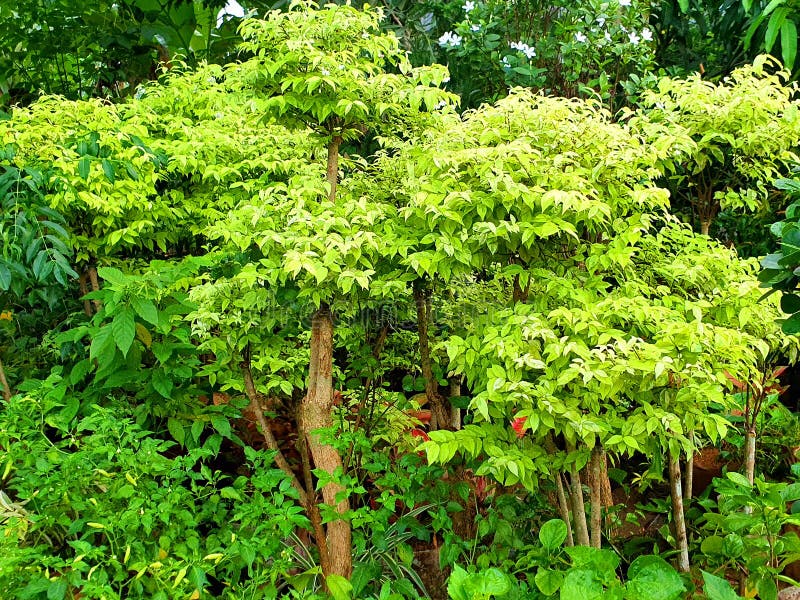 Lush Green Trees in the Park Stock Photo - Image of green, lush: 177548112