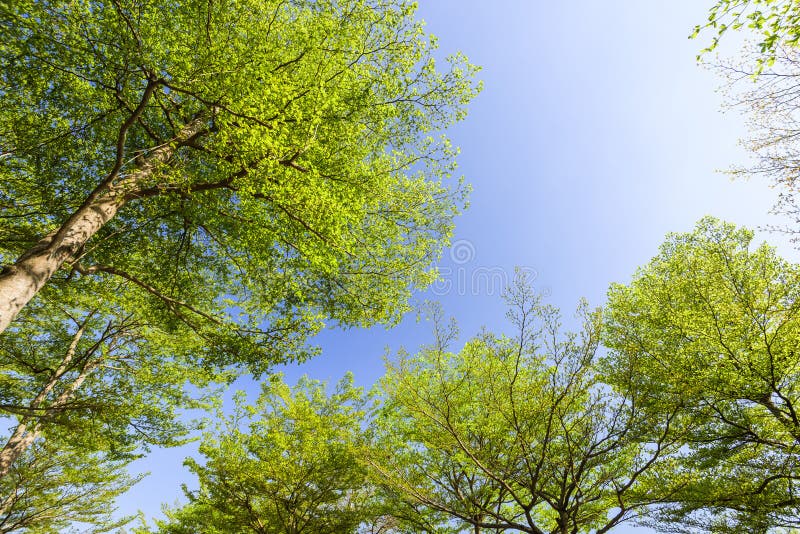 Lush Green Trees in the Park Stock Image - Image of light, summer ...