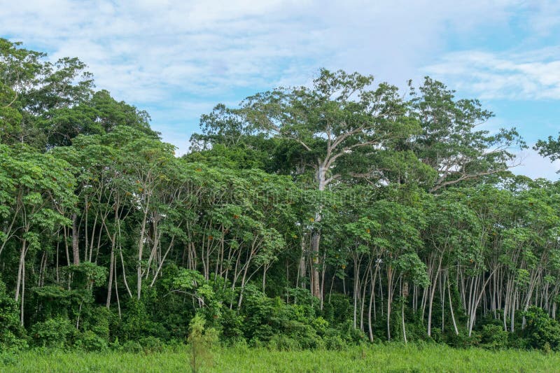 Lush Green Trees on the Side of the Amazon River in Brazil Stock Image ...