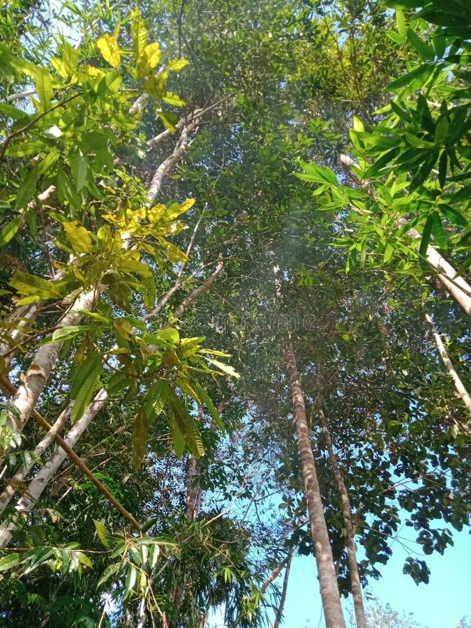 Lush Green Trees Under the Blue Skynature Stock Photo - Image of ...