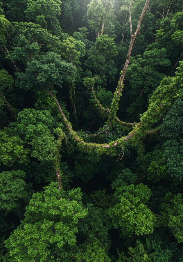 Lush Green Tropical Rainforest Canopy Aerial View Stock Photo - Image ...