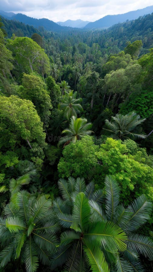 Lush Green Tropical Rainforest Canopy View with Distant Mountains Stock ...
