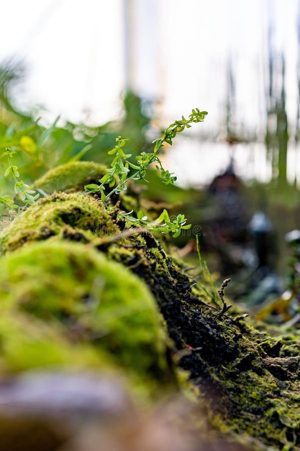 Lush Green Vegetation, with Lush Greenery and Thick Moss. Stock Photo ...