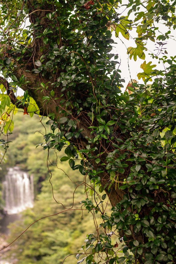 Lush Green Vine-Covered Tree Framing Distant Waterfall in Verdant ...