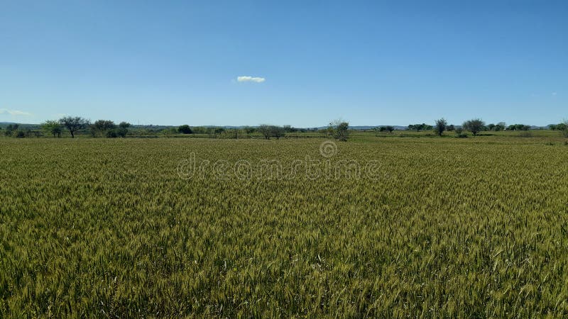 Lush Green Wheat Crop Fields Stock Photo - Image of lush, grassland ...