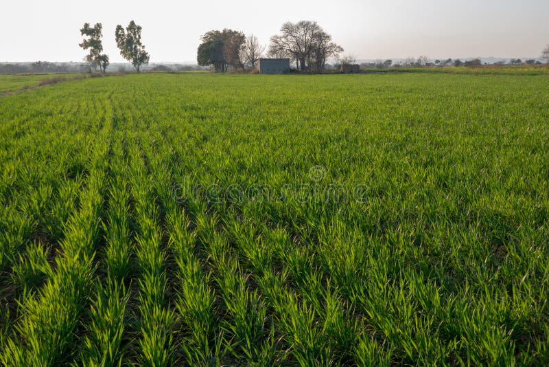 Lush green wheat fields stock image. Image of line, crops - 171813897