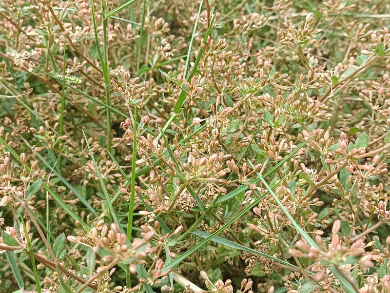 Fresh Green Wild Grass on the Field Whit Soil Background Stock Photo ...