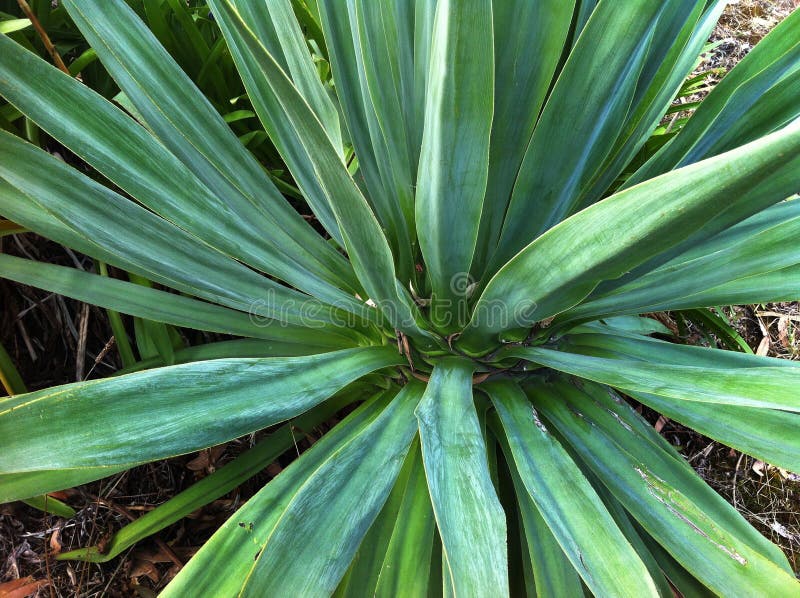 Green Leaves of a Yucca Plant Stock Photo - Image of hobart ...