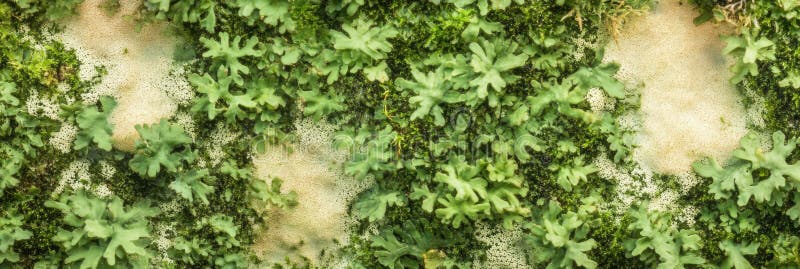 Lush Greenery on Forest Floor with Ferns and Moss Growth in Dense ...