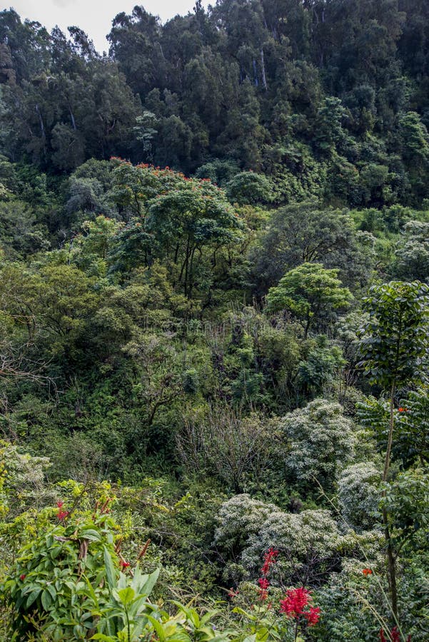 The Lush Greenery of the Forest in Hawaii Stock Image - Image of trees ...