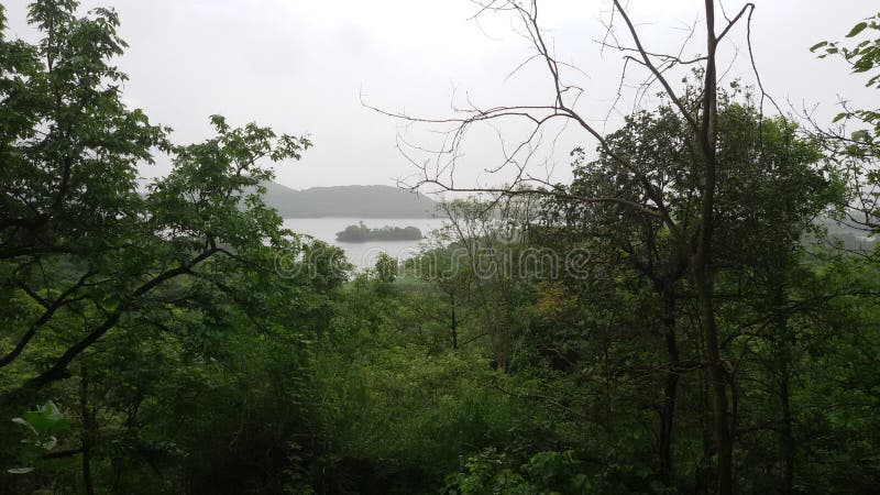Nature Scene of Greenery and Water in the Background Stock Photo ...