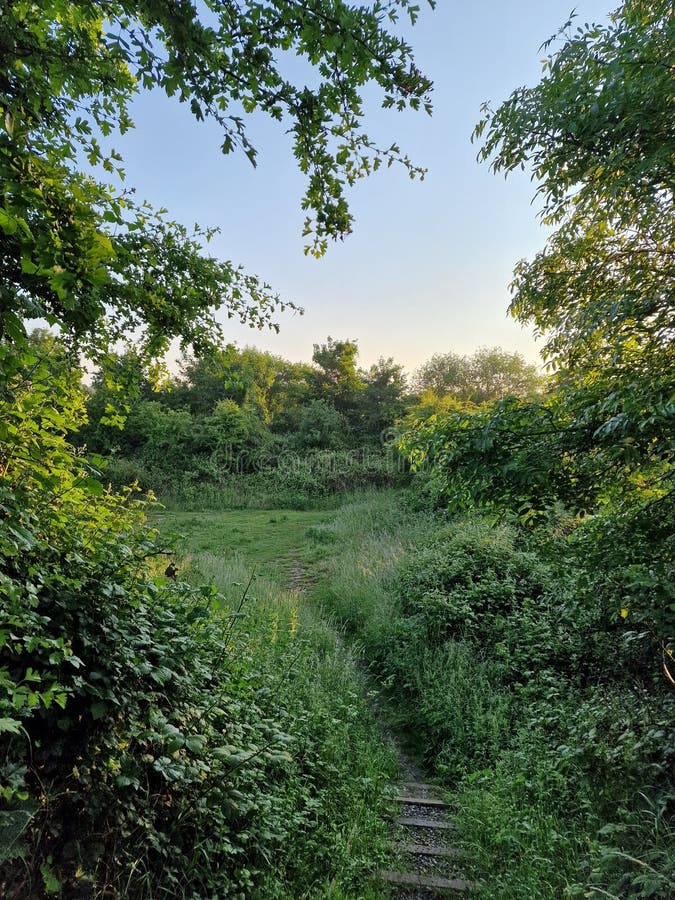 Lush Greenery on a Nature Walk Stock Photo - Image of landscapes, path ...