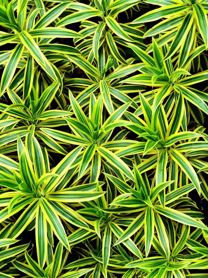 Lush Greenery Plants in the Park Stock Image - Image of natural, lush ...