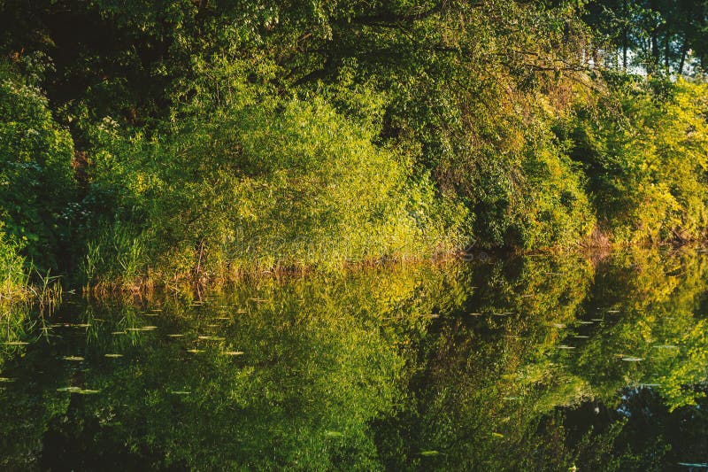 Lush Greenery Reflects in the Calm Water of a Serene Pond Stock Image ...