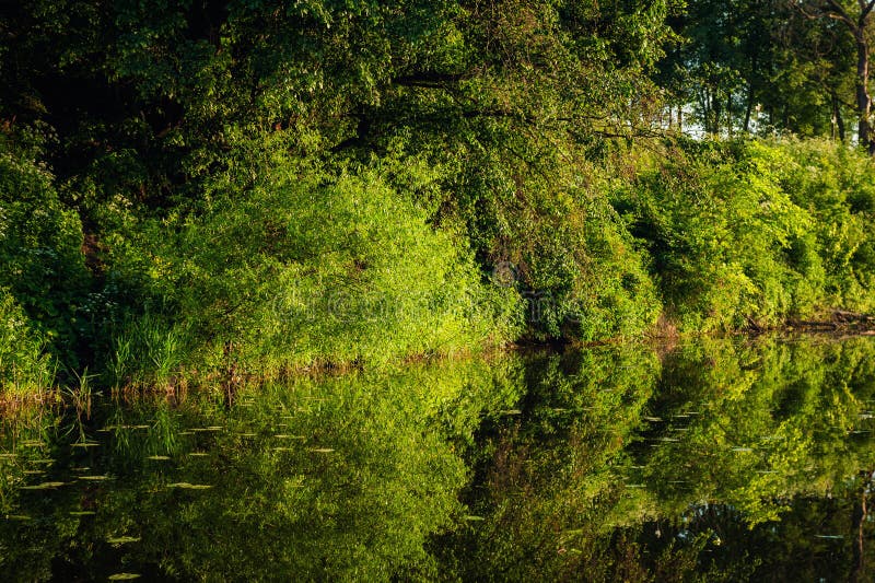Lush Greenery Reflects in the Calm Water of a Serene Pond Stock Image ...