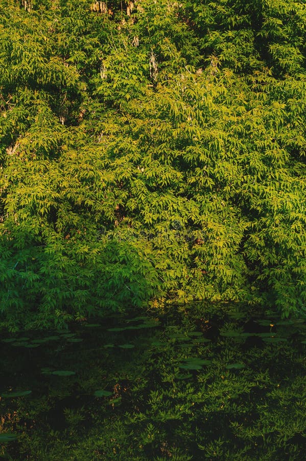 Lush Greenery Reflects in the Calm Water of a Serene Pond Stock Image ...