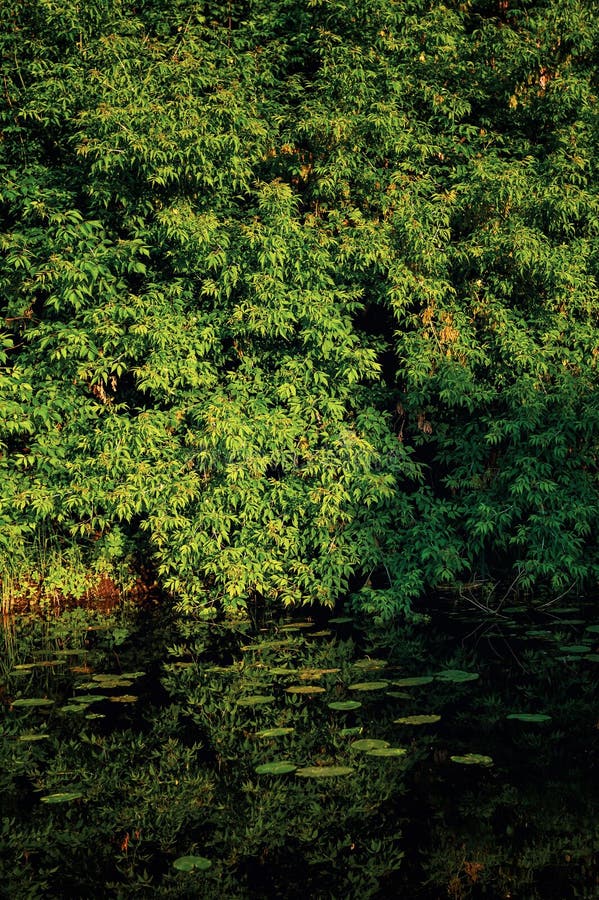 Lush Greenery Reflects in the Calm Water of a Serene Pond Stock Image ...