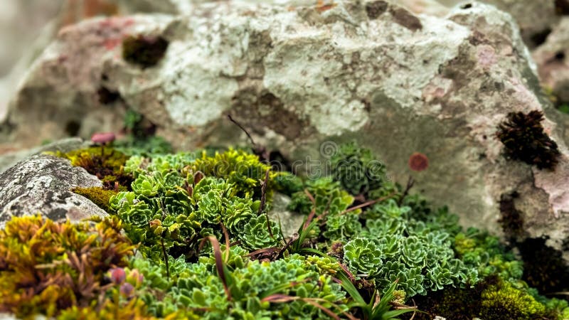 Lush Greenery and Rocks in a Natural Landscape Setting Stock Photo ...