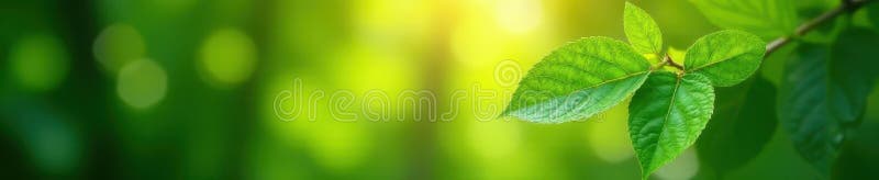 Lush Greenery, Sun Dappled Leaves Sharp Focus, Rich Color , Natural ...