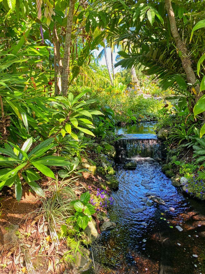 Naples Botanical Garden River Greenery Florida Stock Photo - Image of ...