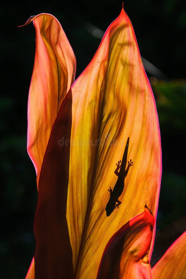 Lush, Hawaiian Ti Plant, with a Silhouette of a Small Lizard Walking on ...
