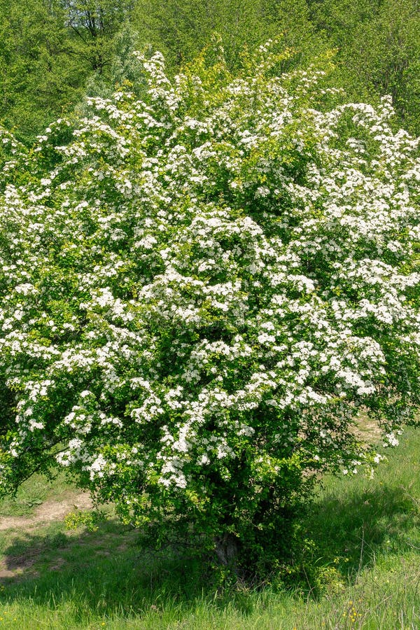 A Lush Hawthorn Tree Crataegus Monogyna in Full Bloom Stock Photo ...