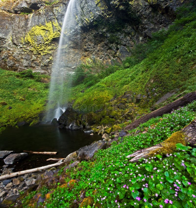 Idyllic Rain Forest Waterfall, Stream Flowing in the Lush Green Forest ...