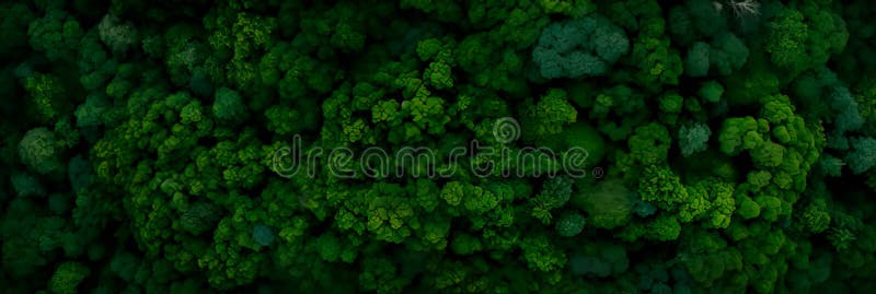 The Lush and Intricate Texture of a Forest Canopy Formed by Trees and ...