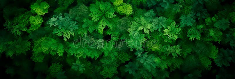 The Lush and Intricate Texture of a Forest Canopy Formed by Trees and ...