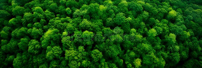 The Lush and Intricate Texture of a Forest Canopy Formed by Trees and ...