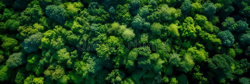 The Lush and Intricate Texture of a Forest Canopy Formed by Trees and ...