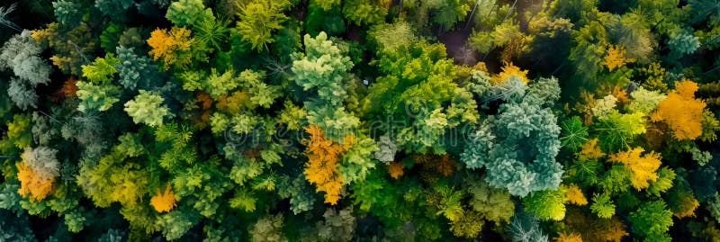 The Lush and Intricate Texture of a Forest Canopy Formed by Trees and ...