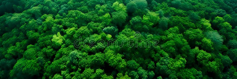 The Lush and Intricate Texture of a Forest Canopy Formed by Trees and ...