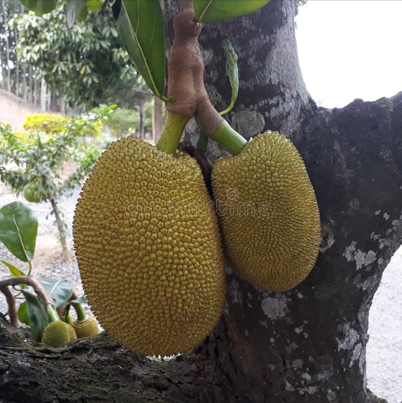 Jacas Stock Photos - Free & Royalty-Free Stock Photos from Dreamstime