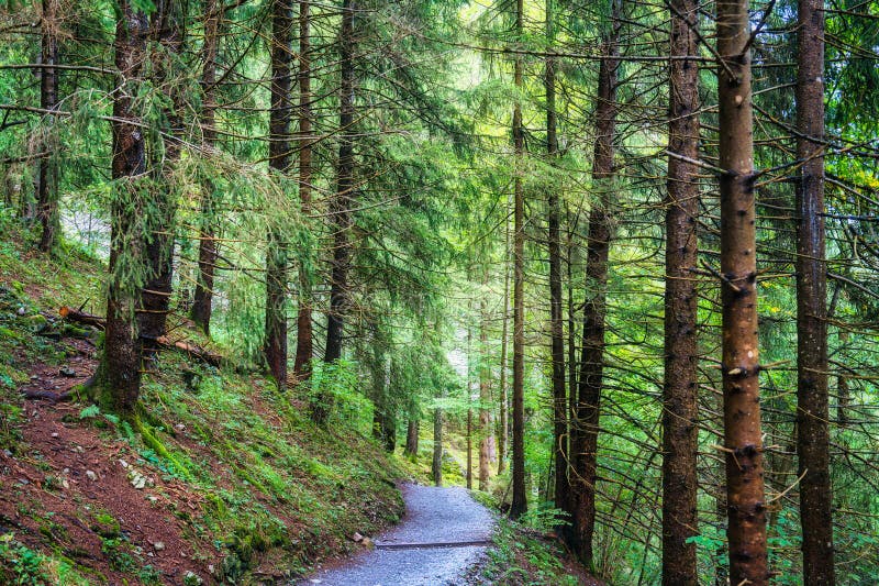 Lush Landscape Green Pine Forest and Pathway in National Park Stock ...