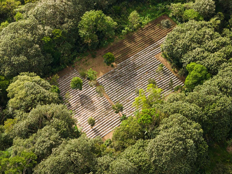 Lush Landscape of Organized Fields Surrounded by Dense Tropical Forest ...