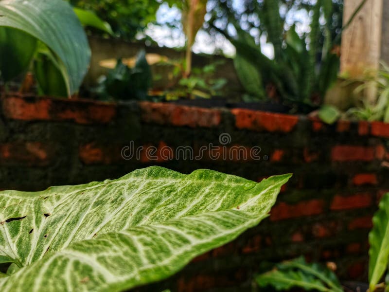 Lush Leaf Texture Against Brick Wall Stock Photo - Image of exterior ...