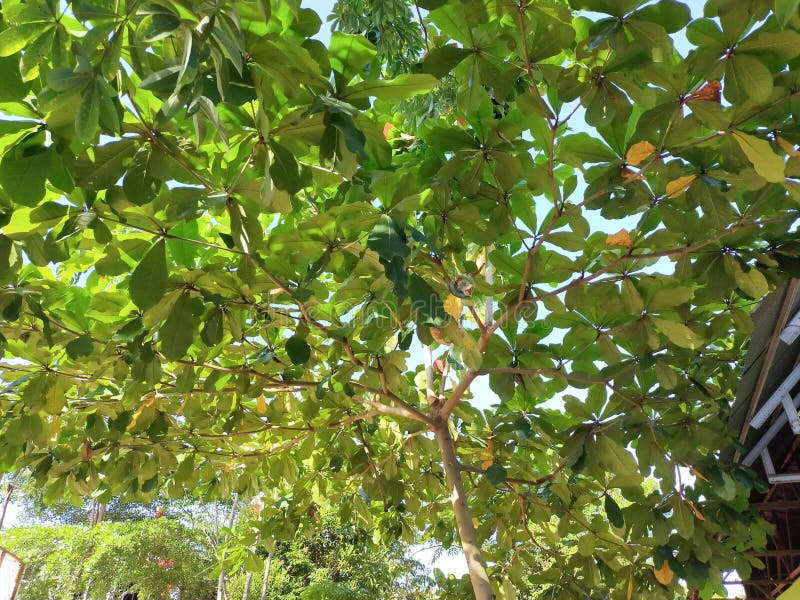 Lush Leafy Trees As a Shelter when the Sun is Hot. Stock Photo - Image ...