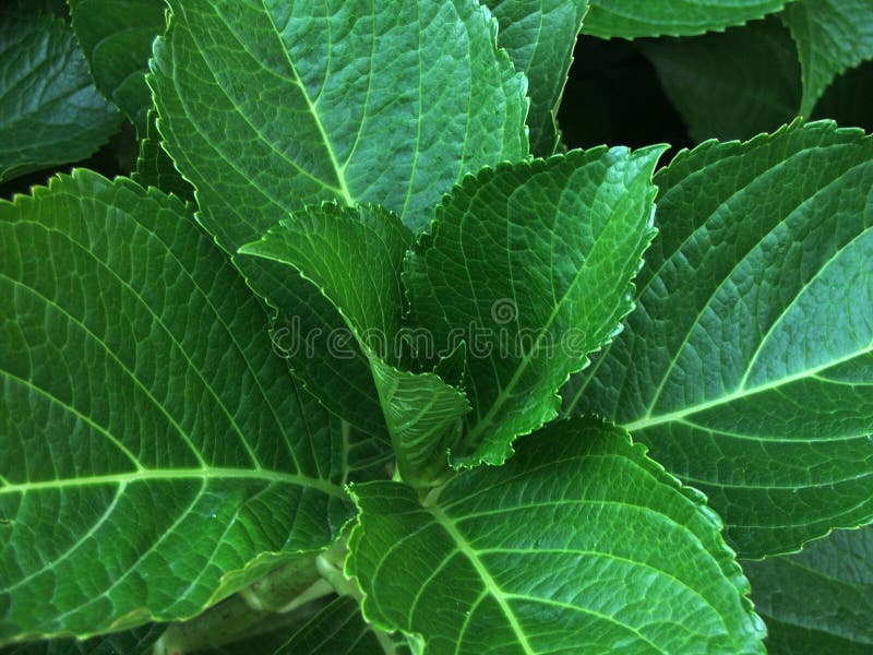 Lush leaves stock image. Image of leaves, folage, foliage - 165499