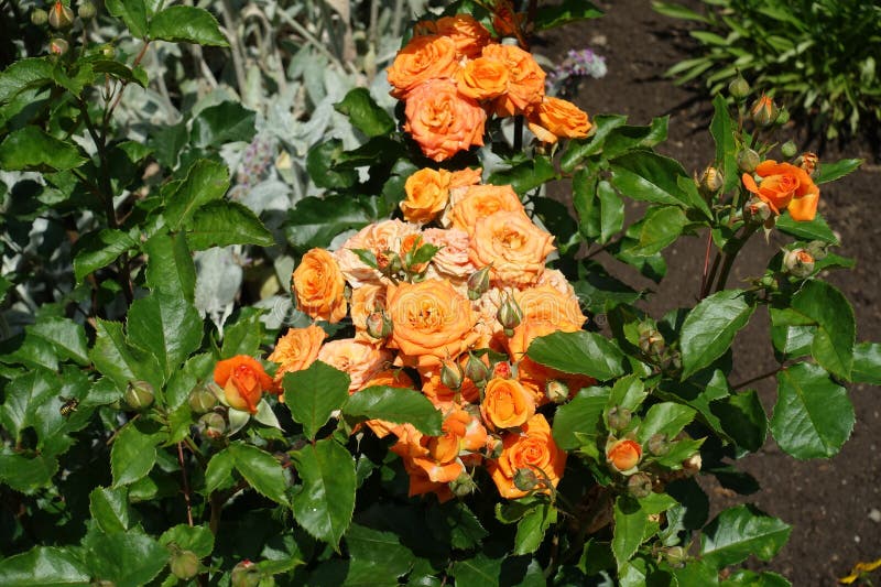 Lush Leaves Bright Orange Flowers Rose June Stock Photos - Free ...