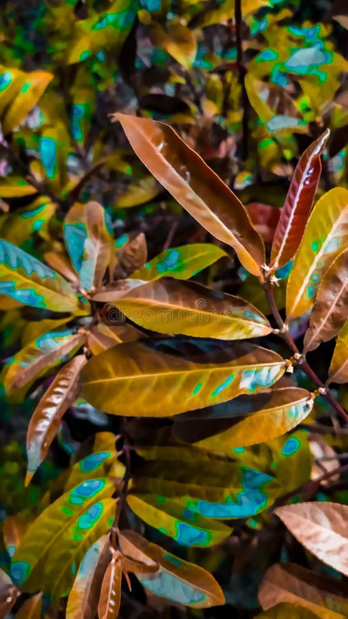 Lush Leaves Seen from Above Stock Image - Image of natural, park: 277585543