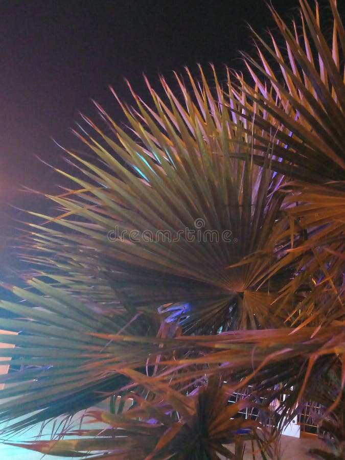 The lush leaves of the sun stock image. Image of sunpaml - 153067585