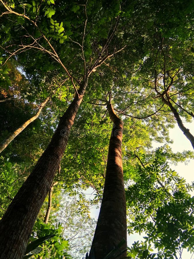 The Lush Leaves of the Trees Seen from a Low Angle Stock Photo - Image ...