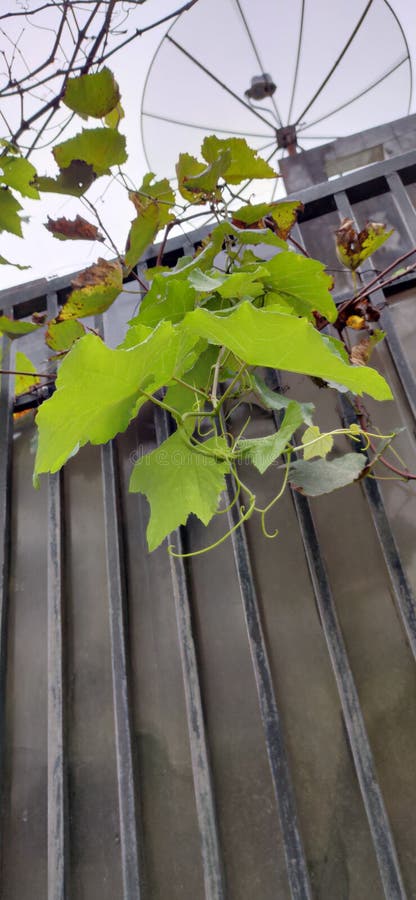 Lush Leaves Vines on the Wall Stock Photo - Image of autumn, maple ...