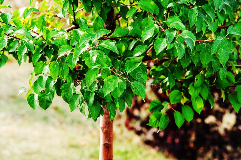 Lush Leaves of a Young Tree. Close-up Stock Image - Image of wood ...