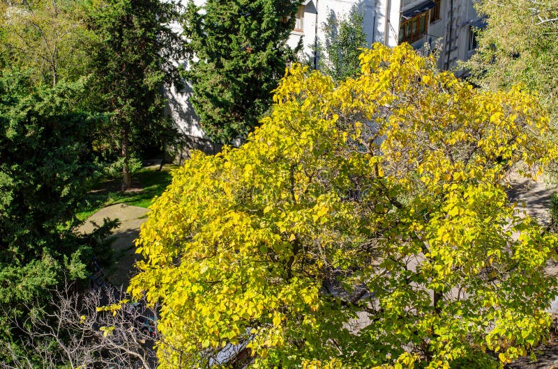 Lush Light Green Tree Crown. Green Spruce Stock Photo - Image of color ...